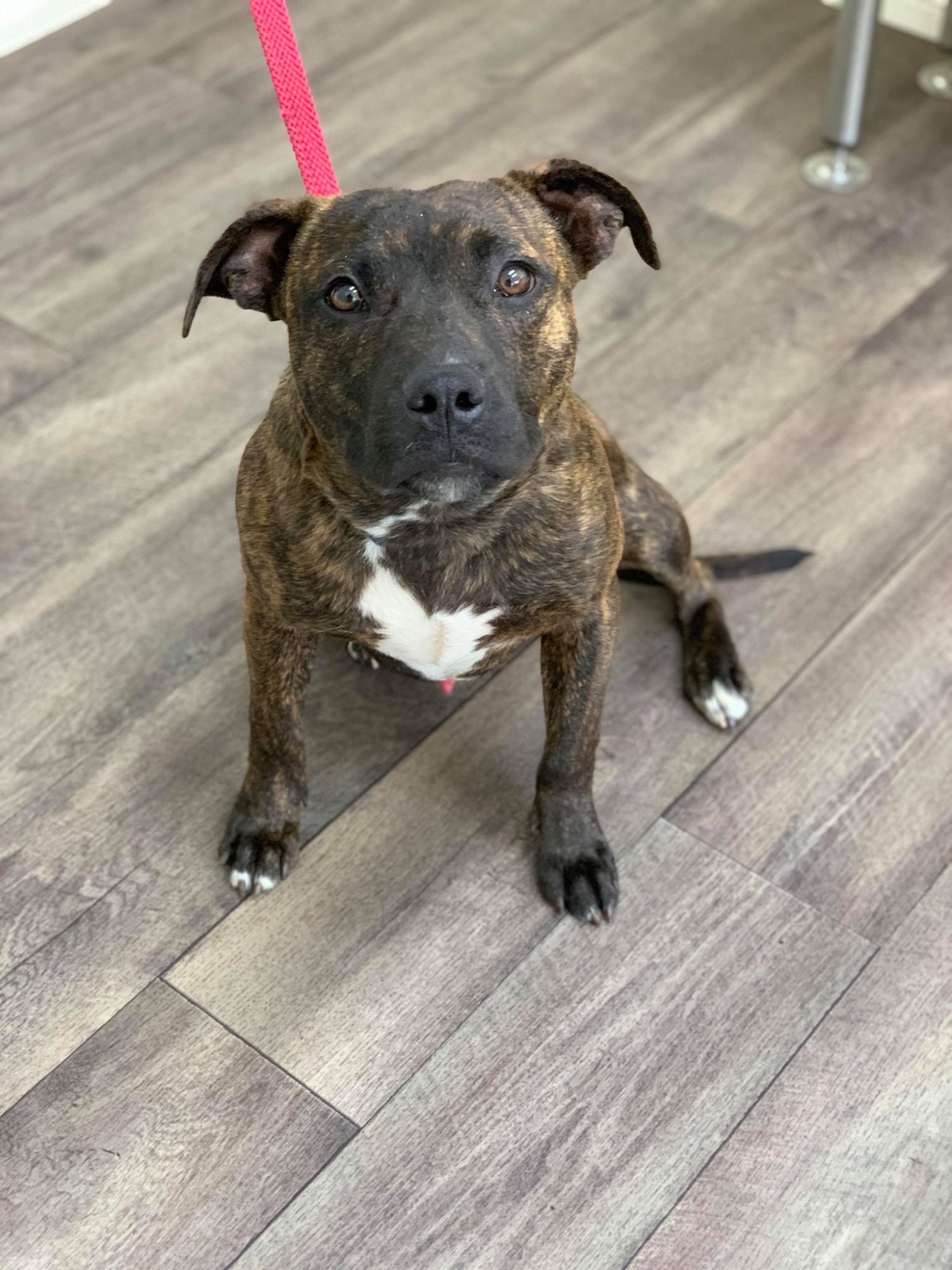 Sarge - Medium Male Staffordshire Bull Terrier Mix Dog in QLD - PetRescue