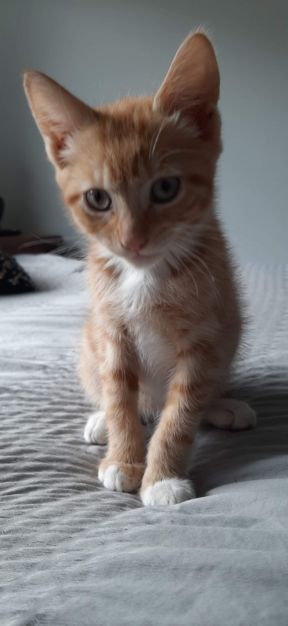 Ginger Ninja 🧸 - Male Domestic Short Hair Cat in NSW - PetRescue
