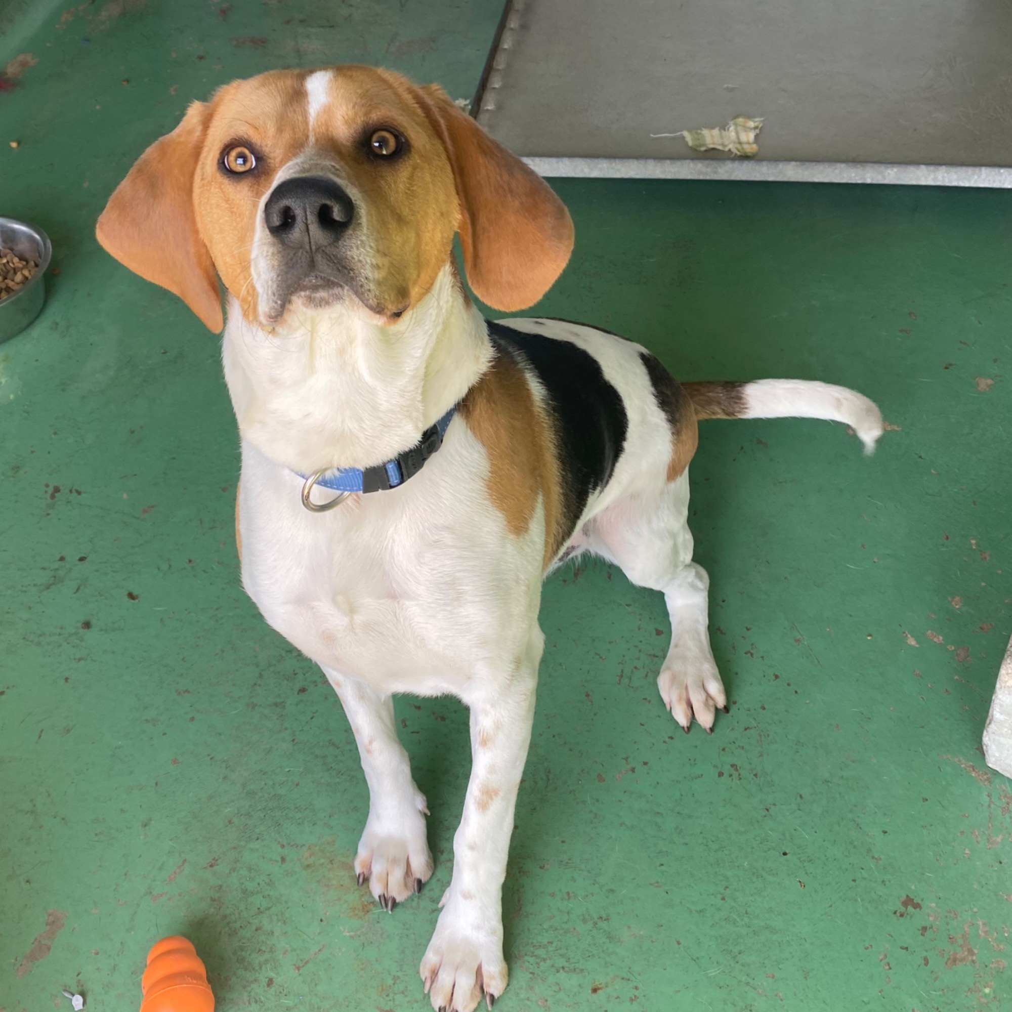Ace - 47699 - Medium Male Foxhound Dog in VIC - PetRescue