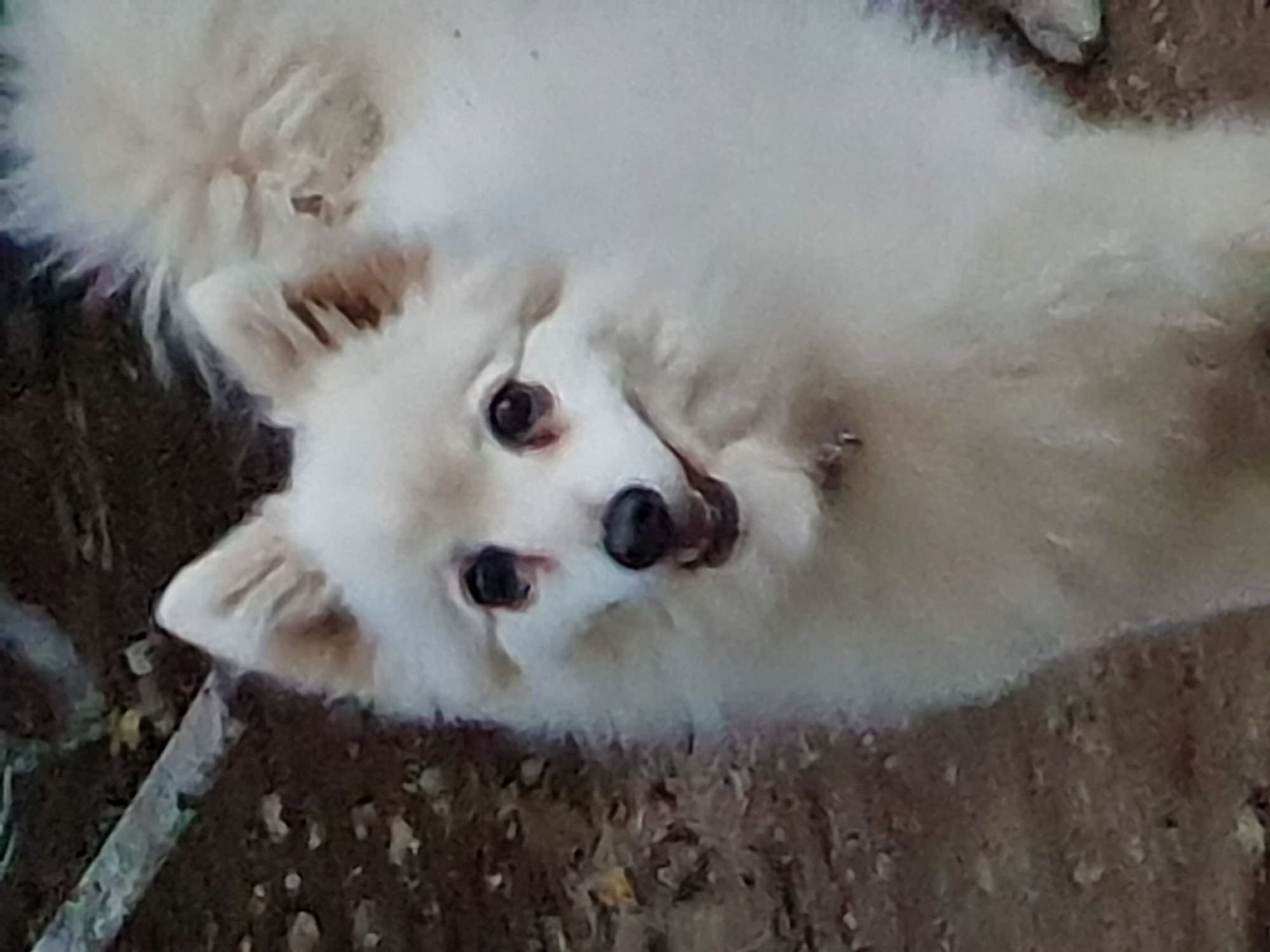 Loki - Small Female German Spitz Dog in NSW - PetRescue