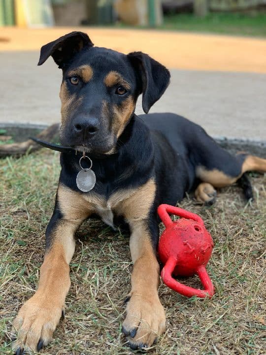 Rocky - Medium Male Rottweiler x Bull Arab Mix Dog in QLD - PetRescue