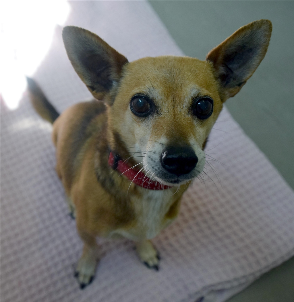 Robby - Small Male German Pinscher x Miniature Fox Terrier Mix Dog in ...