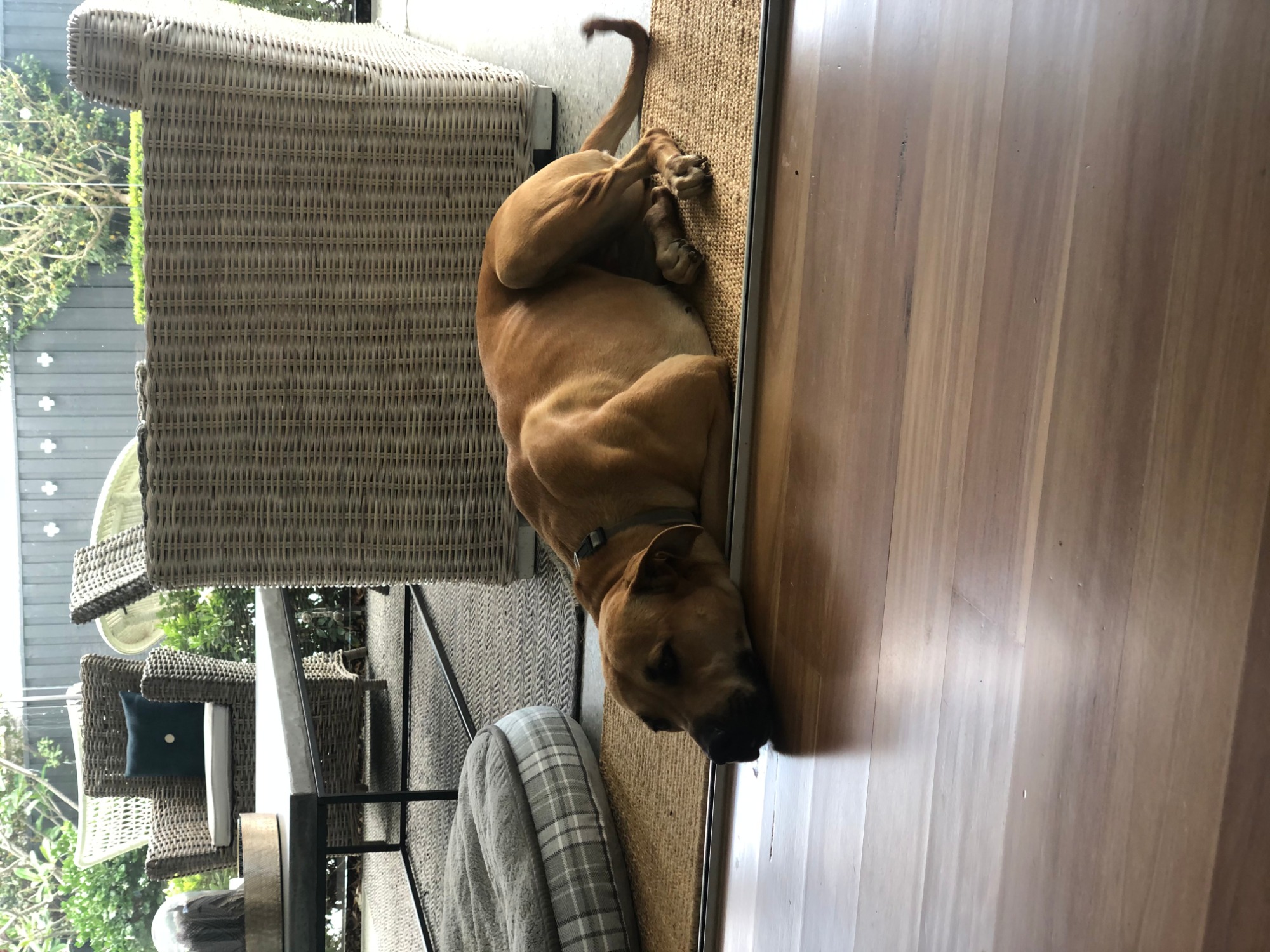 Rosie - Large Female Rhodesian Ridgeback x Greyhound Dog in QLD - PetRescue