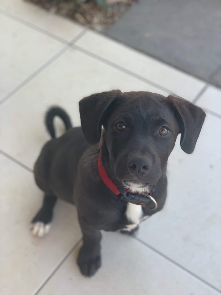 Oreo - Large Male Labrador Mix Dog in QLD - PetRescue
