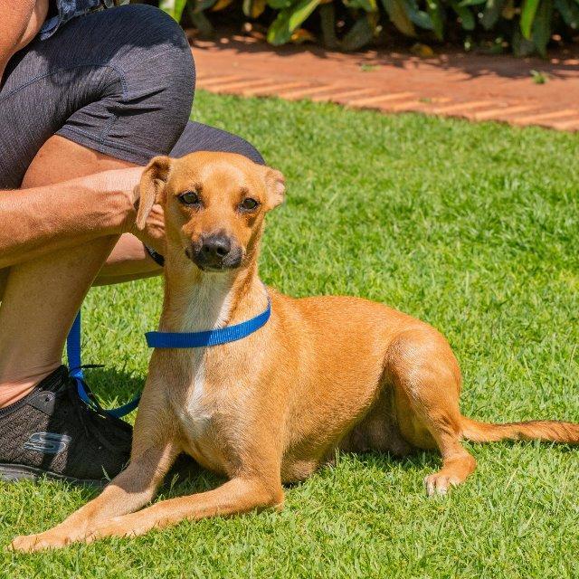 Mali - Medium Female Mixed Breed Dog in WA - PetRescue