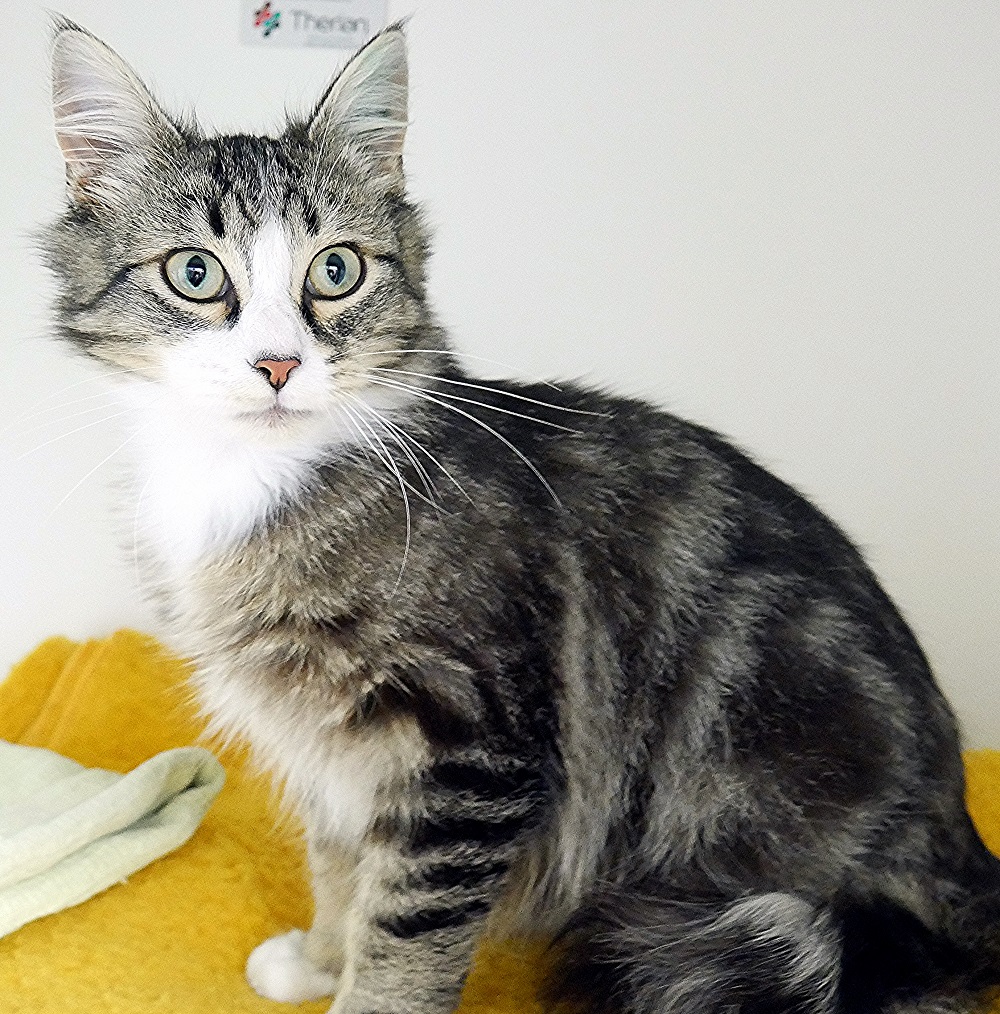 Smoosh SUK004323 - Male Domestic Medium Hair Cat in VIC - PetRescue