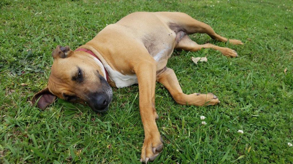 India - Medium Female Bull Arab Dog in NSW - PetRescue