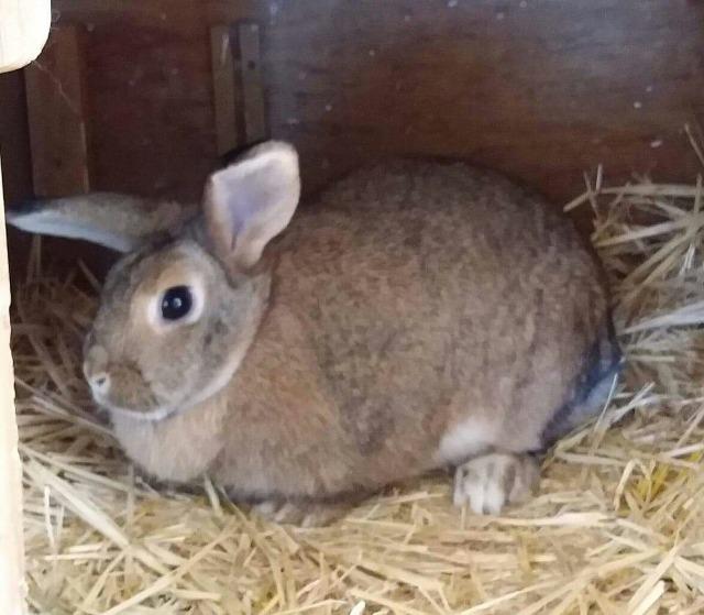 Octavia - Female Bunny Rabbit in WA - PetRescue