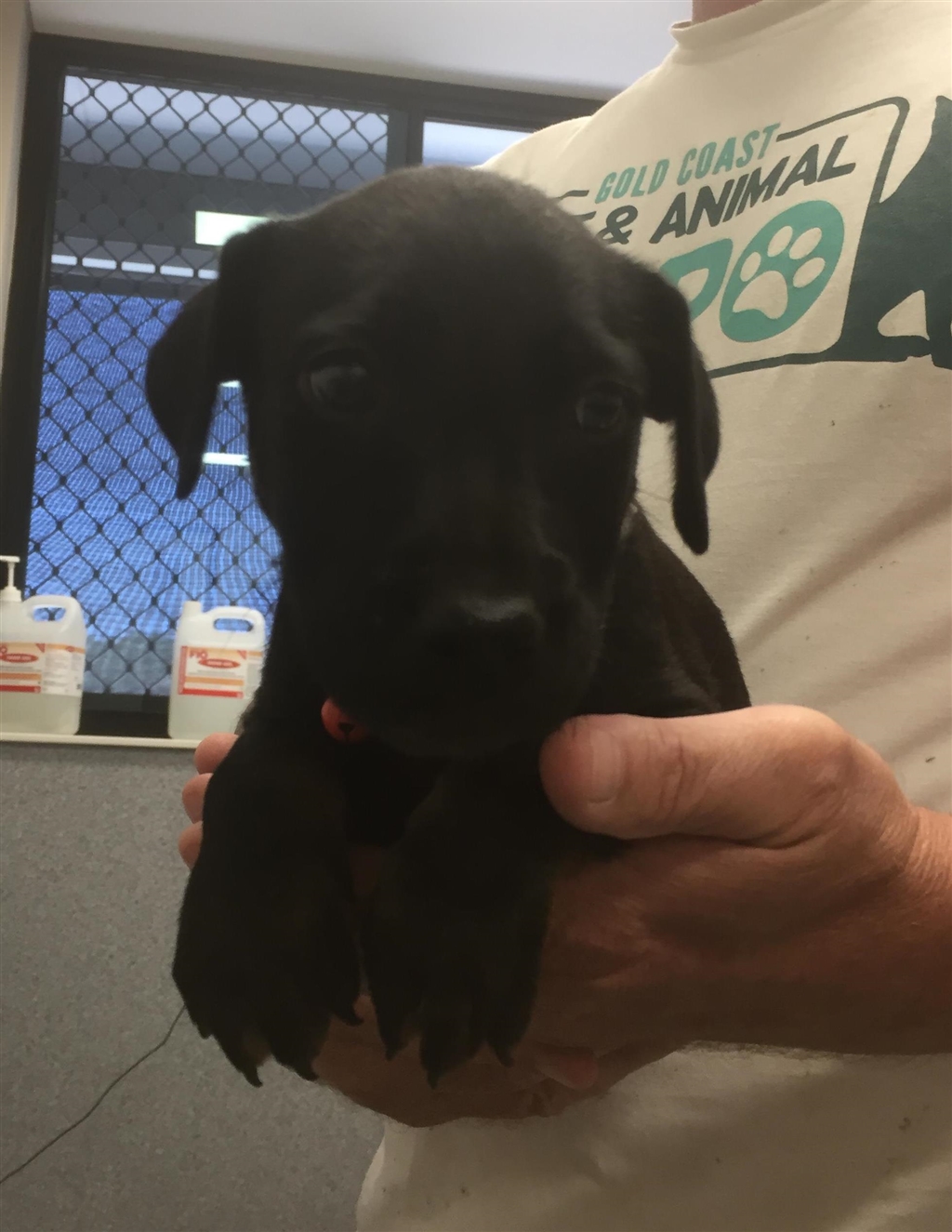 James Dean - Medium Male Rottweiler x American Staffordshire Bull ...