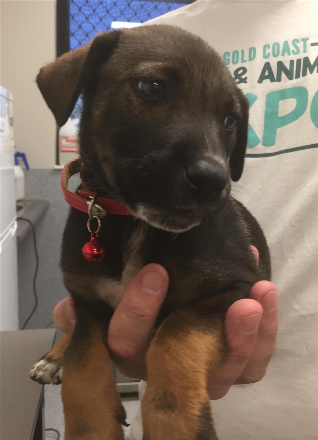 Barbara Stanwyck - Medium Female Rottweiler x American Staffordshire ...