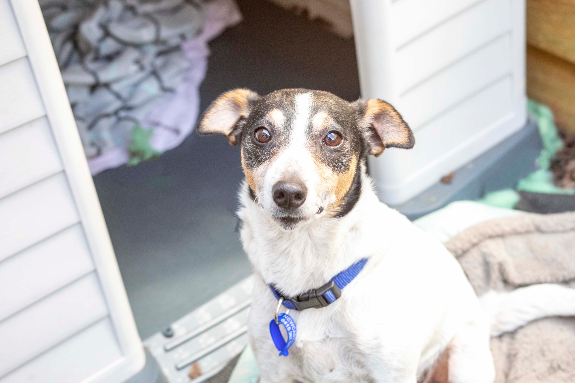 Dottie ~ 6 year old Foxie X - Small Female Miniature Fox Terrier Mix ...