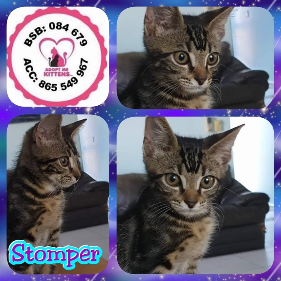 Stomper - Male Domestic Short Hair Cat in QLD - PetRescue