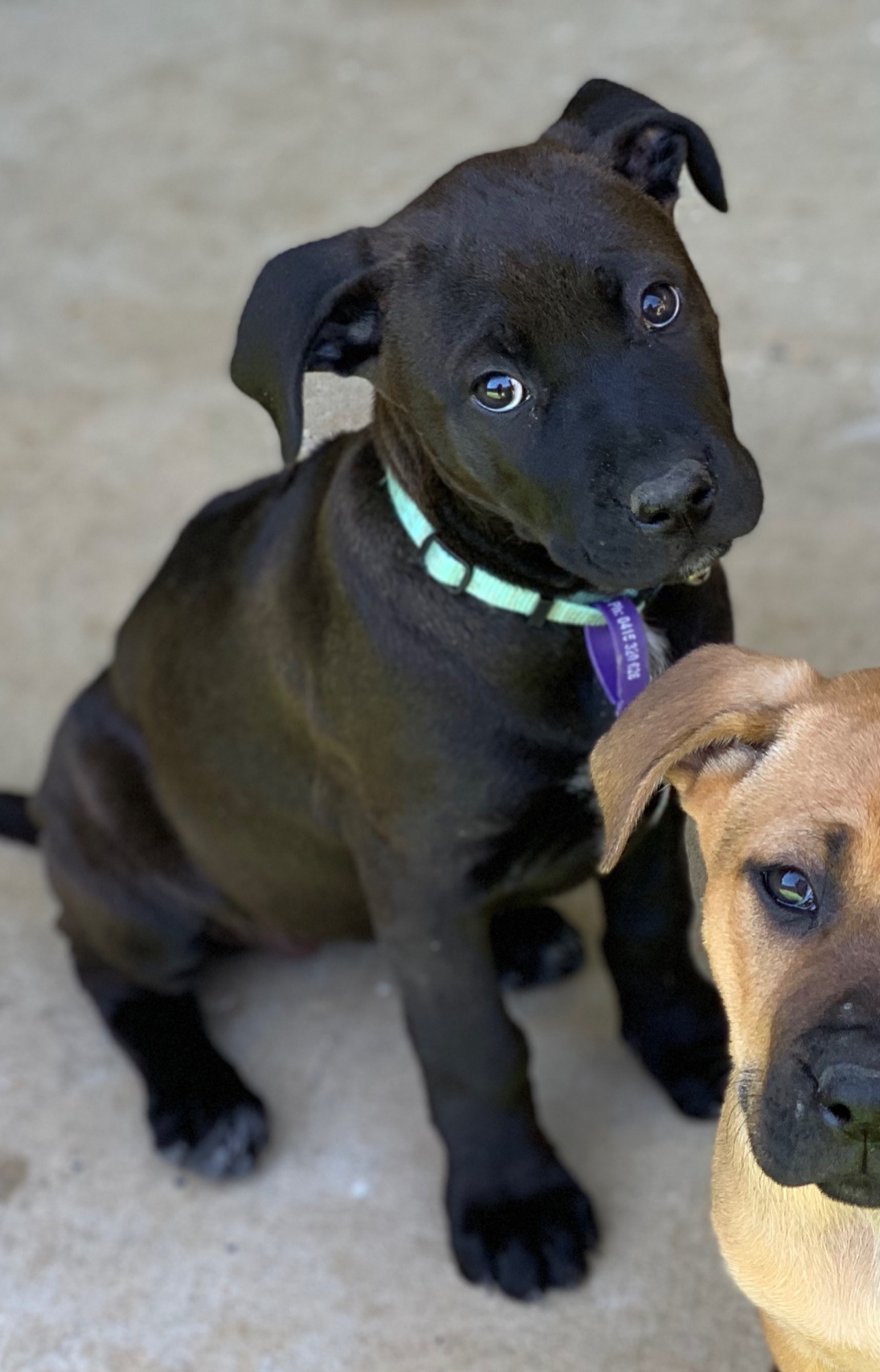 Whitney - Large Female Rhodesian Ridgeback x Belgian Shepherd ...
