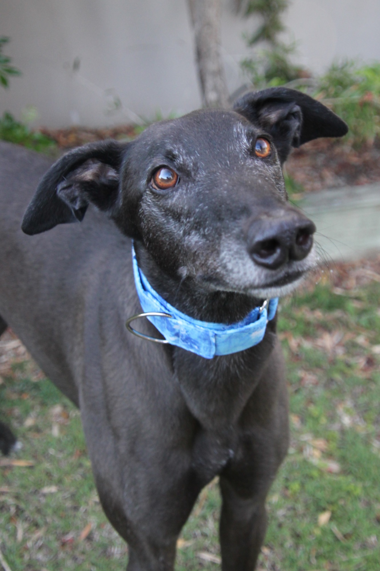 Lenny. Gold Coast - Large Male Greyhound Dog in QLD - PetRescue