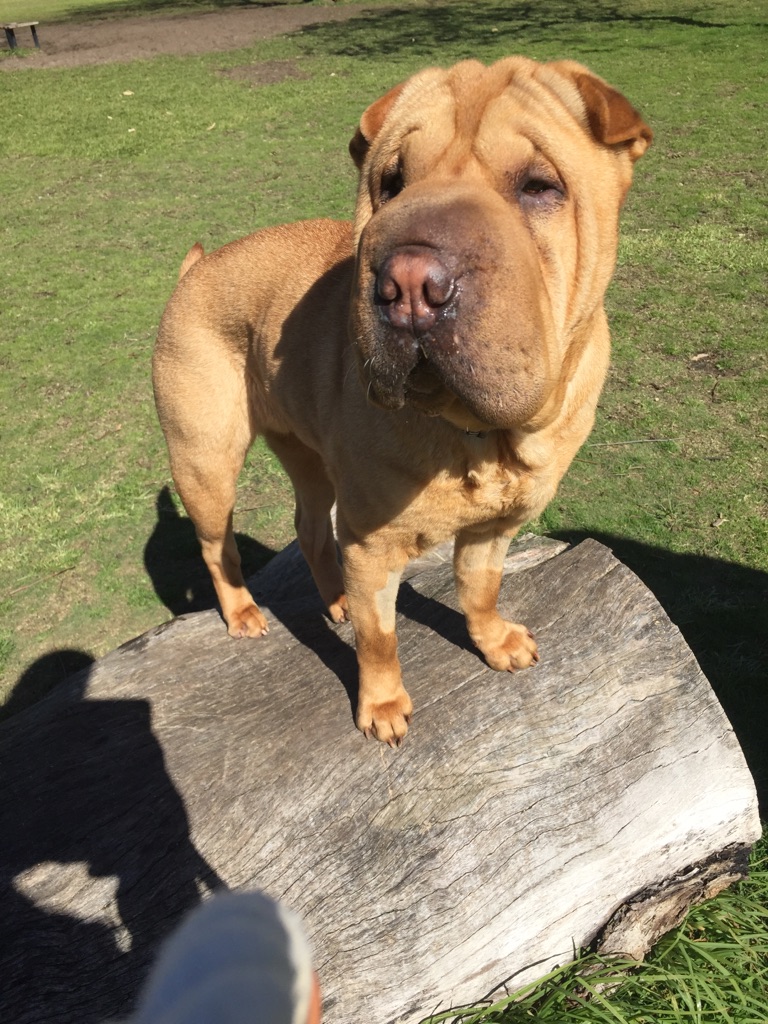 Coco - Medium Female Shar-Pei Dog in WA - PetRescue