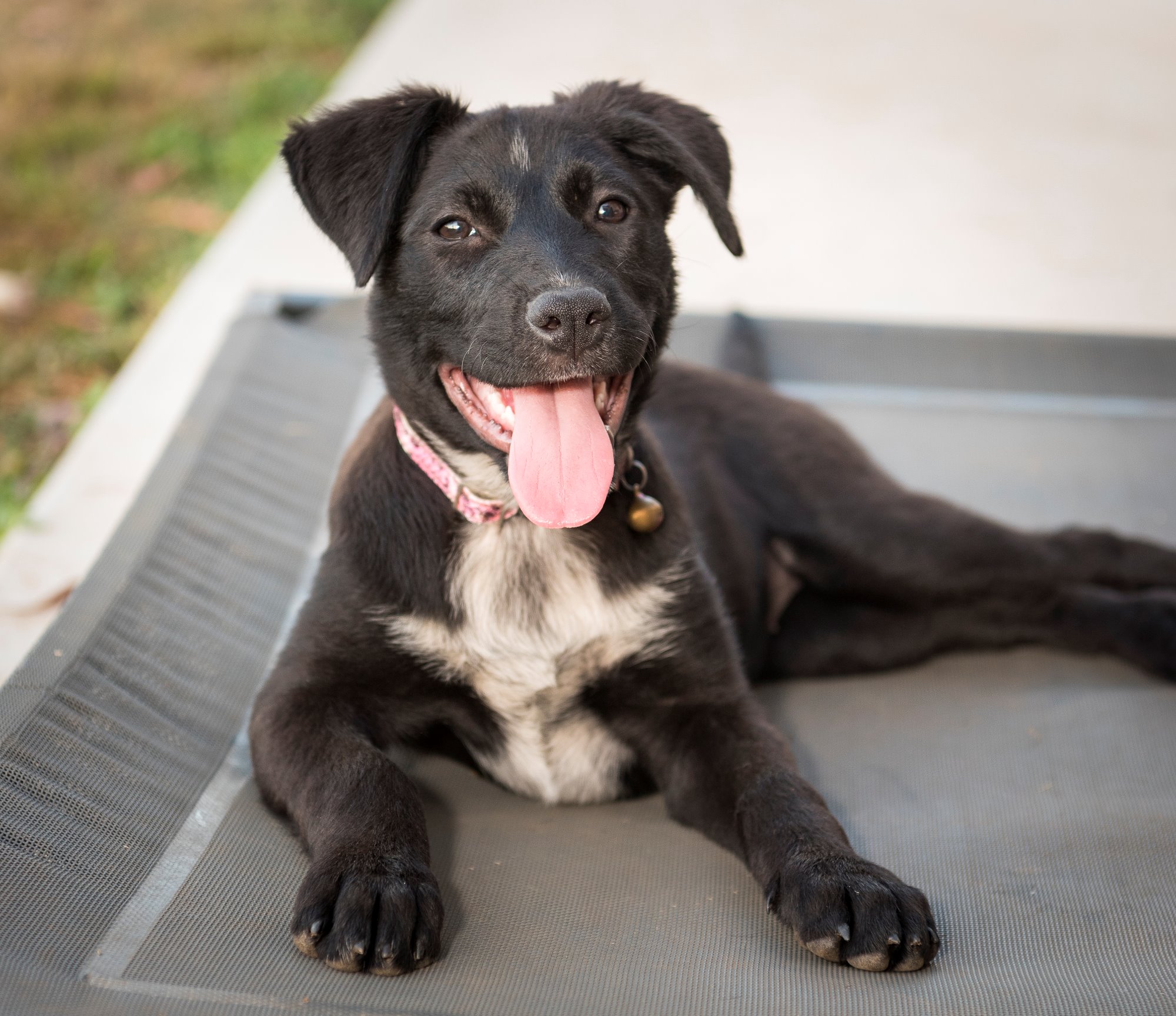 Amber - Medium Female Border Collie x Cattle Dog Dog in QLD - PetRescue