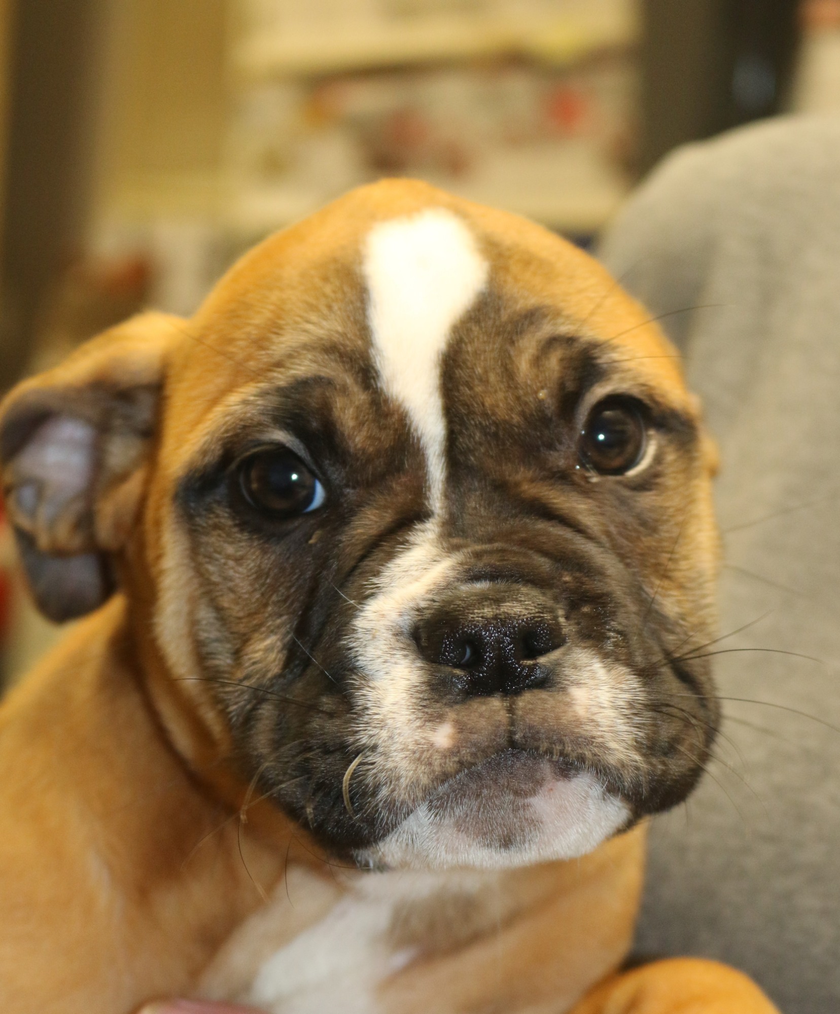 Mercy - Large Female American Bulldog x Dogue De Bordeaux Dog in NSW ...