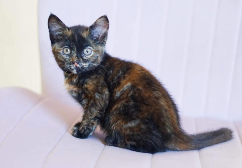 1559 - Miss Spink - Female Domestic Short Hair Cat in WA - PetRescue