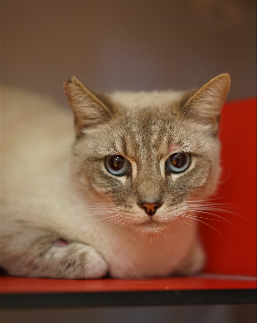 Leo - Male Layanese Mix Cat in QLD - PetRescue