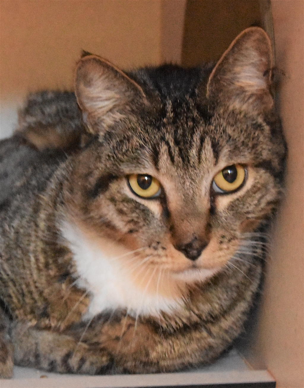 Ace - Male Manx Mix Cat in QLD - PetRescue