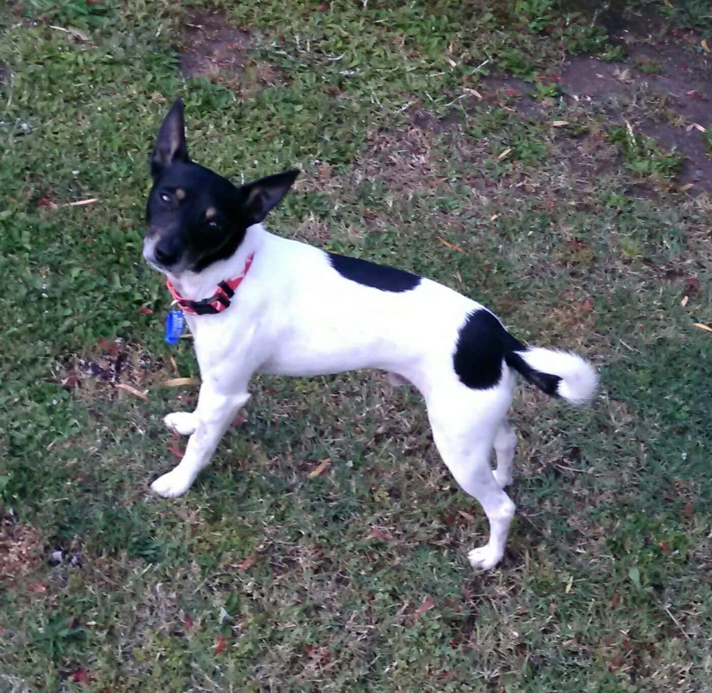 Dobby ~ 3 year old Mini Foxie (on trial 28/10/19) - Small Male ...