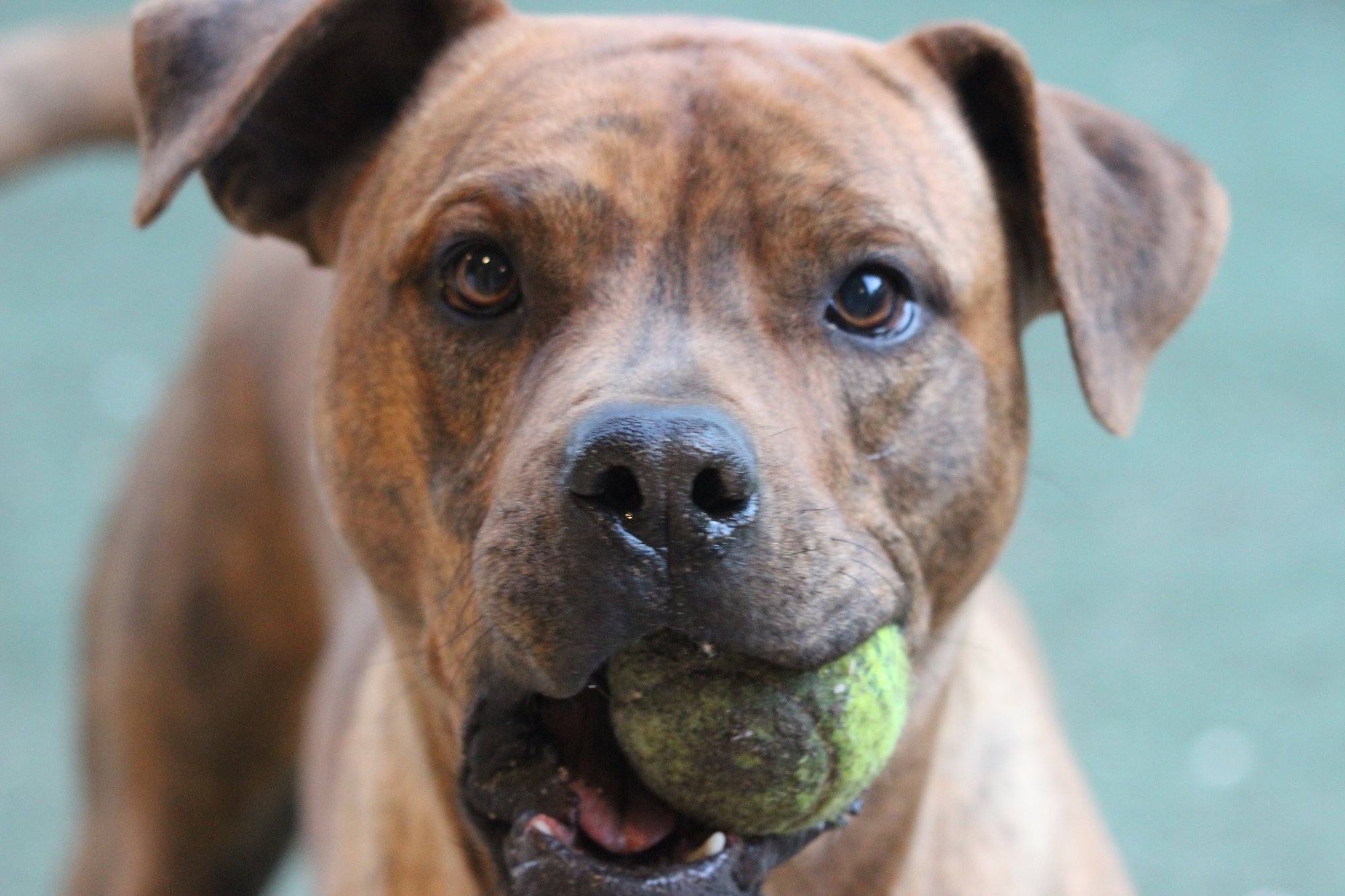 Howard - Medium Male Rhodesian Ridgeback Mix Dog in VIC - PetRescue