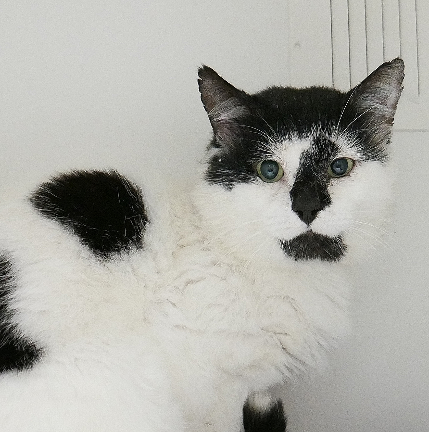 Boof STA004414 - Male Domestic Short Hair Cat in VIC - PetRescue