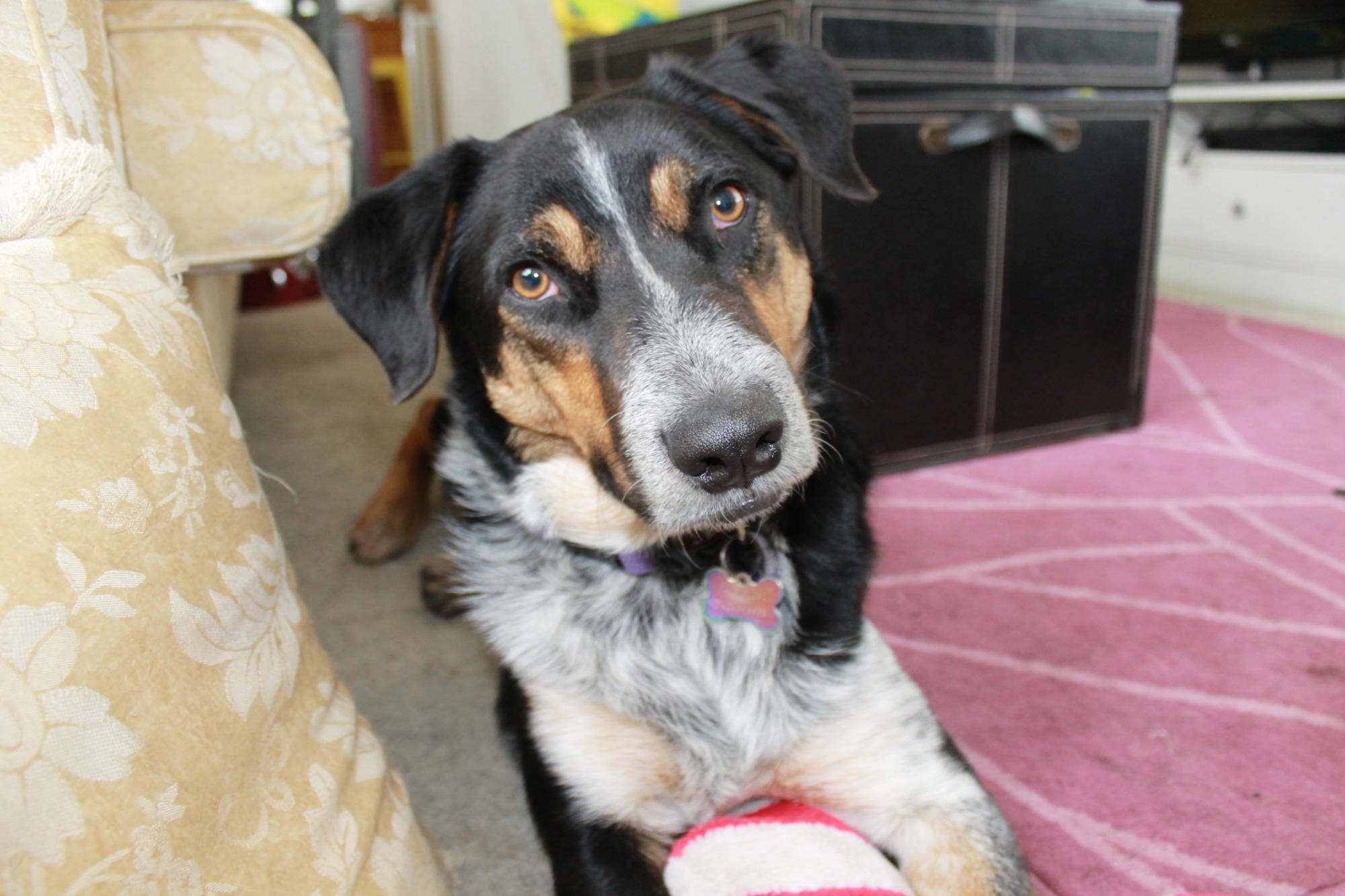 Cyrus - Medium Male Huntaway x Kelpie Mix Dog in VIC - PetRescue