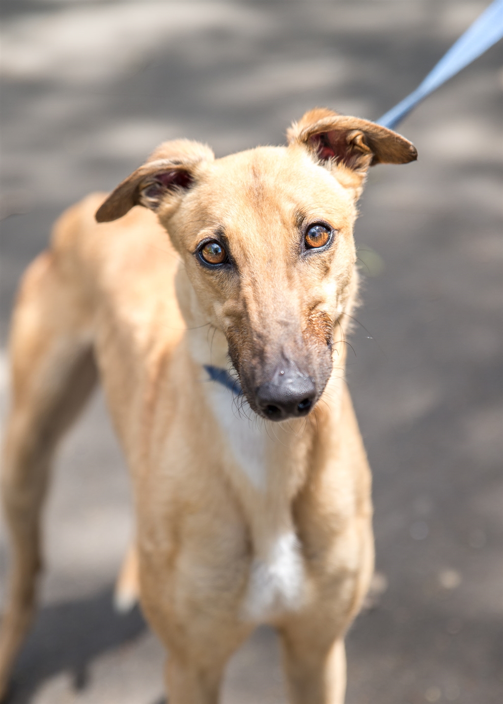 Jess - Large Female Greyhound Mix Dog in NSW - PetRescue