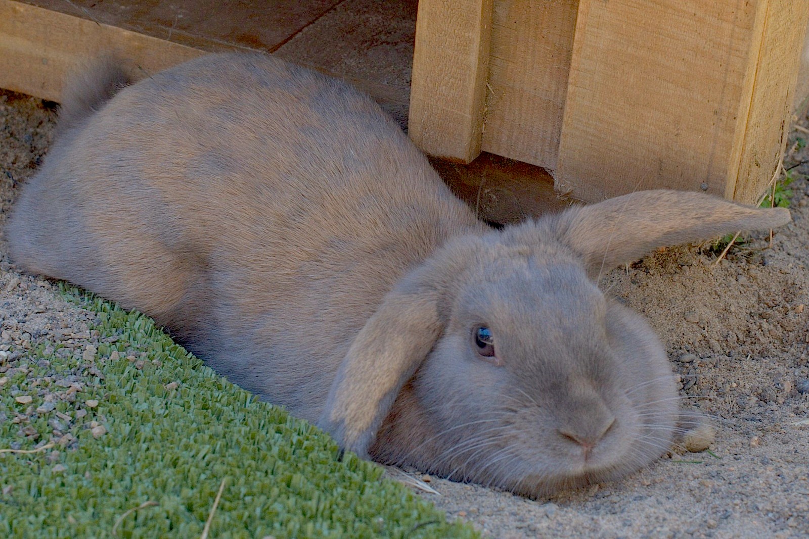 Daisy - Female Rabbit in NSW - PetRescue