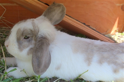 Kato - Male Lop Eared Mix Rabbit in NSW - PetRescue