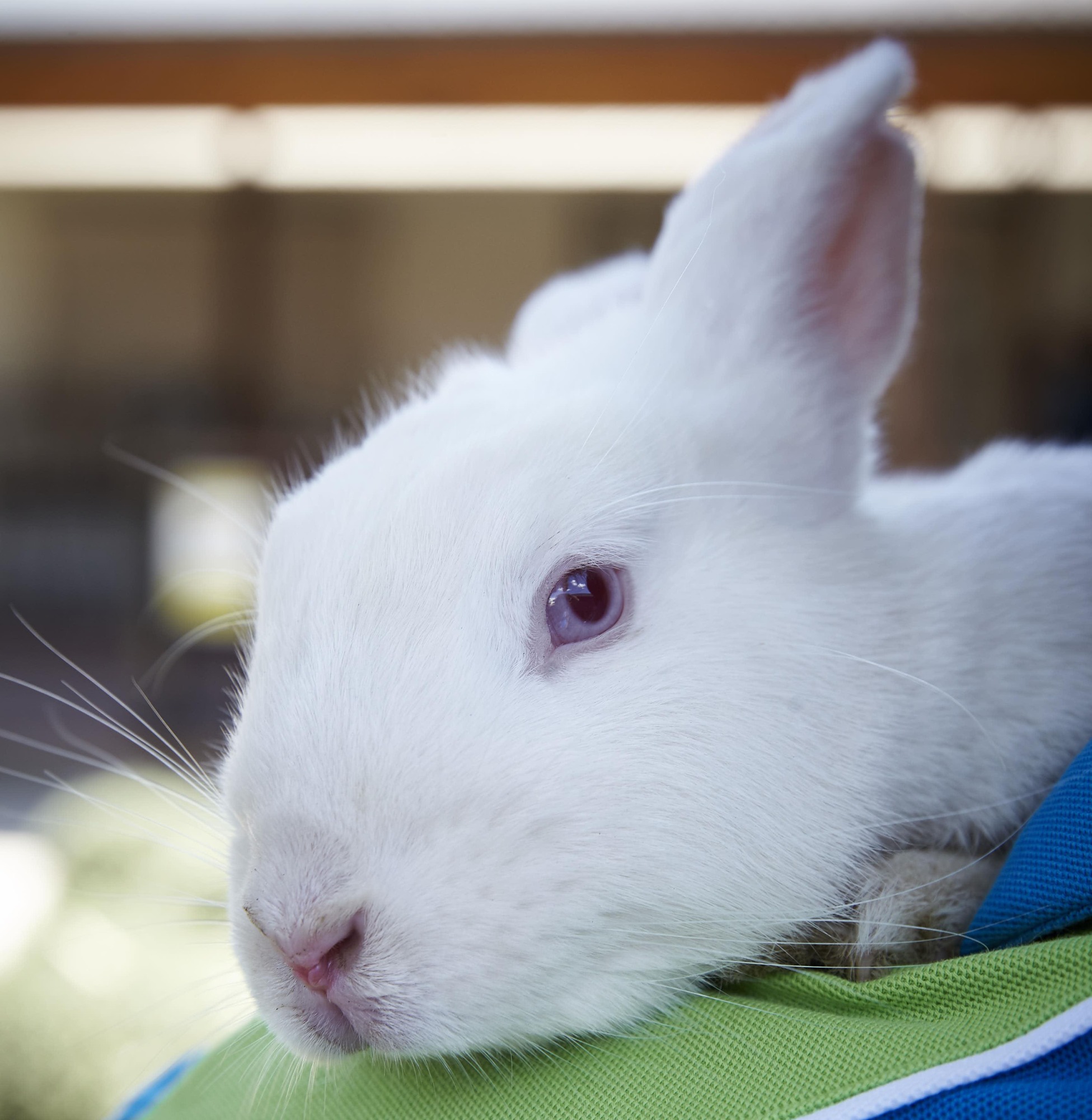 Clover - Female Rabbit in NSW - PetRescue