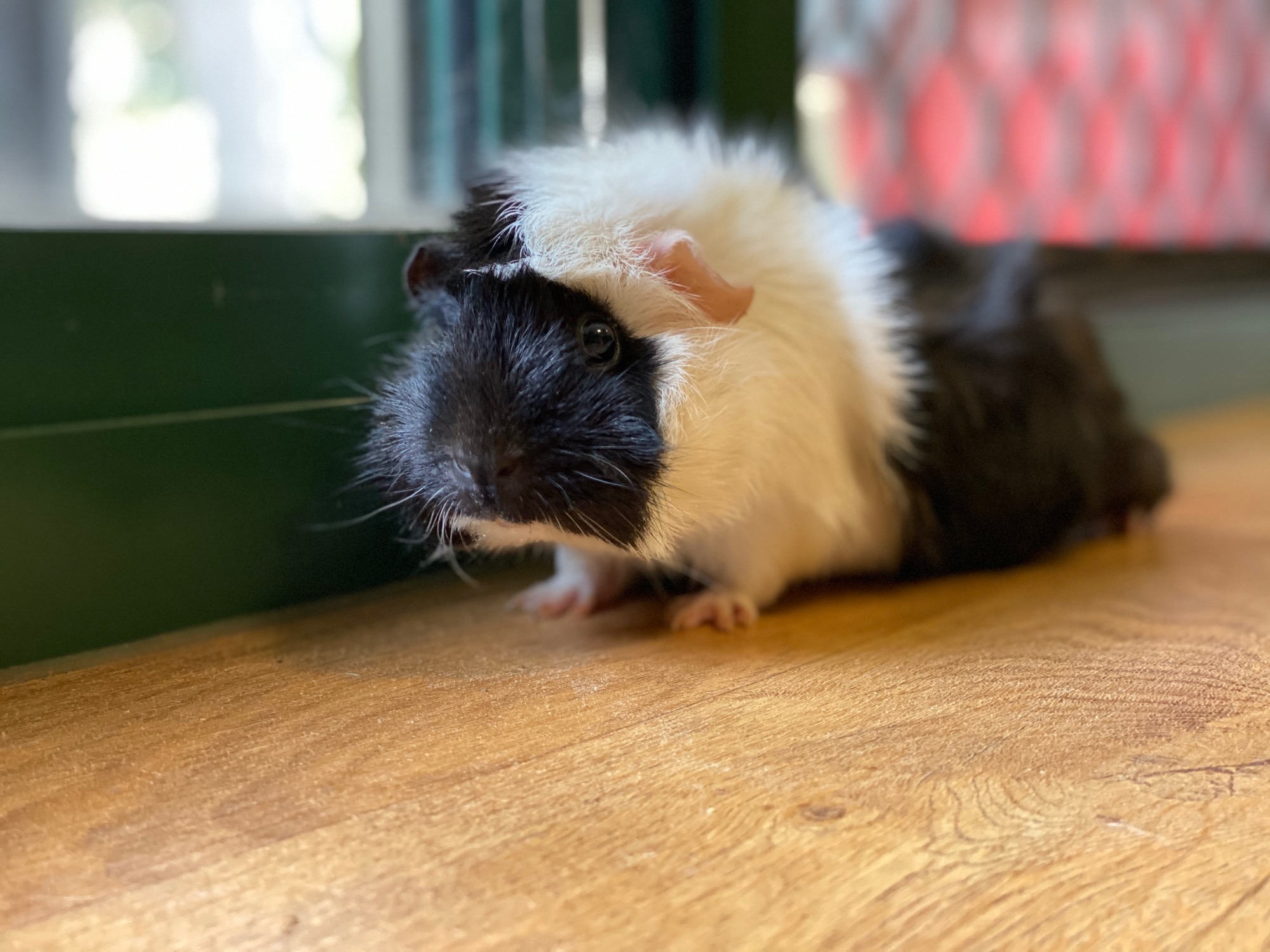 Sandy - Female Short-hair Abyssinian Guinea Pig in QLD - PetRescue