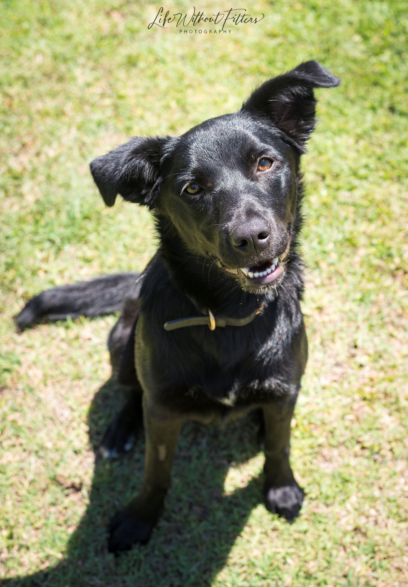 Narla - Medium Female Kelpie Mix Dog in QLD - PetRescue
