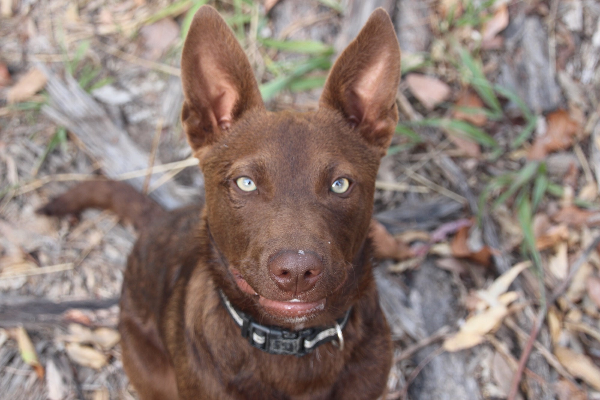 Roy - Medium Male Kelpie Mix Dog in NSW - PetRescue