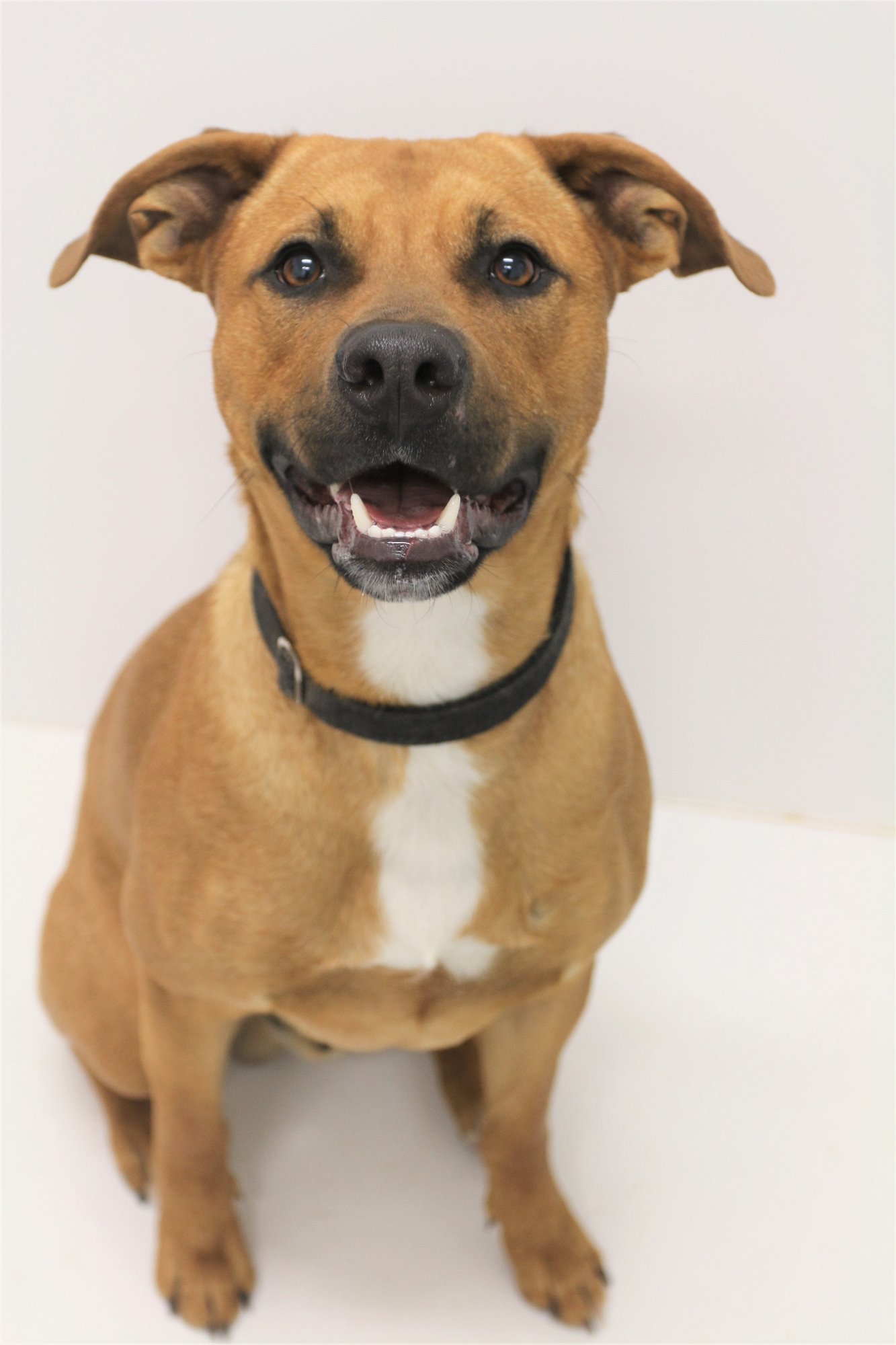 Don - Medium Male Staffy Mix Dog in NSW - PetRescue