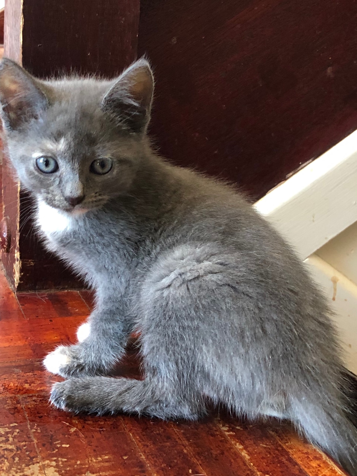 Cyan - Female Domestic Short Hair Cat in QLD - PetRescue