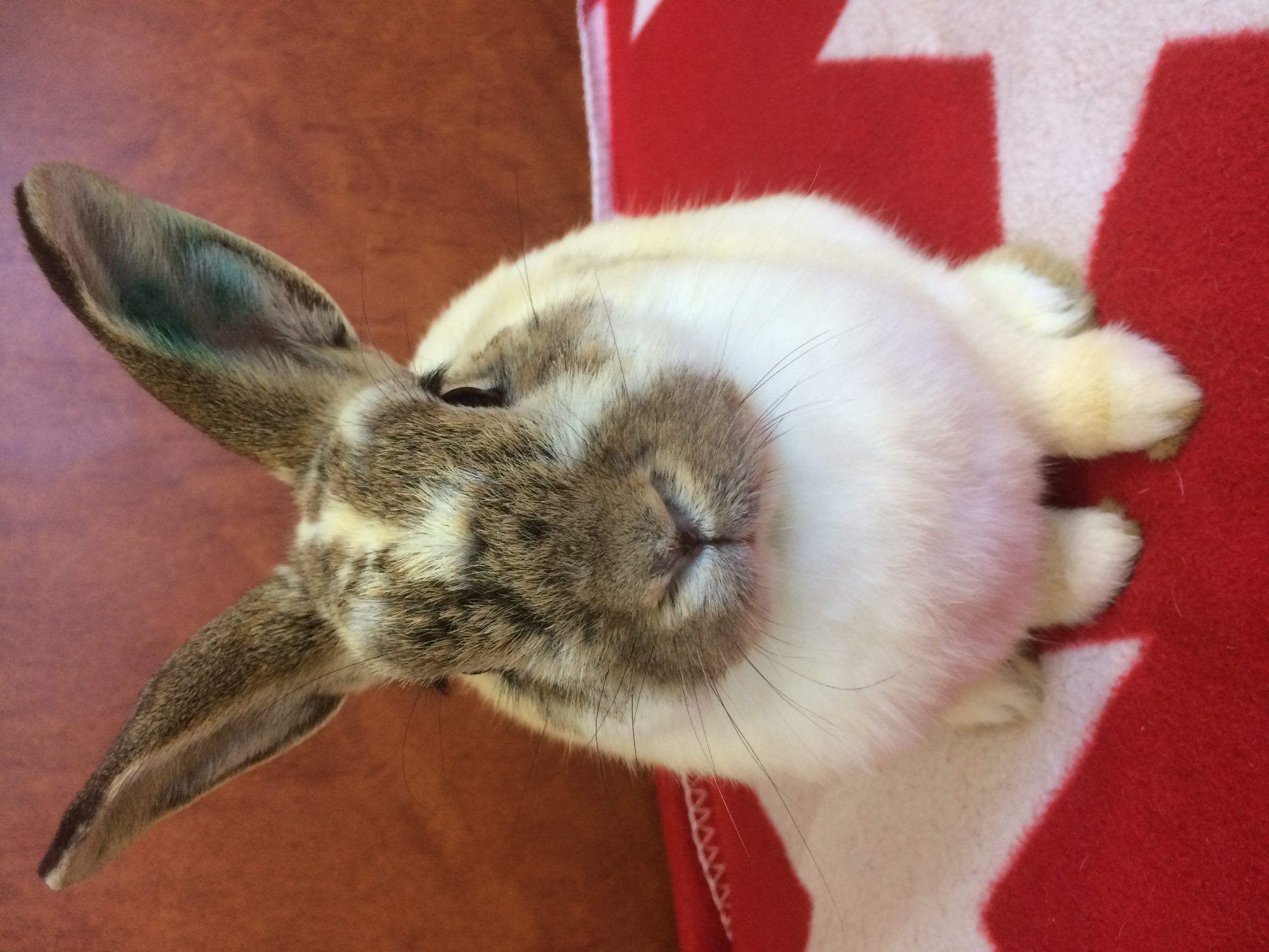 Muffin - Male Dwarf Mix Rabbit in VIC - PetRescue