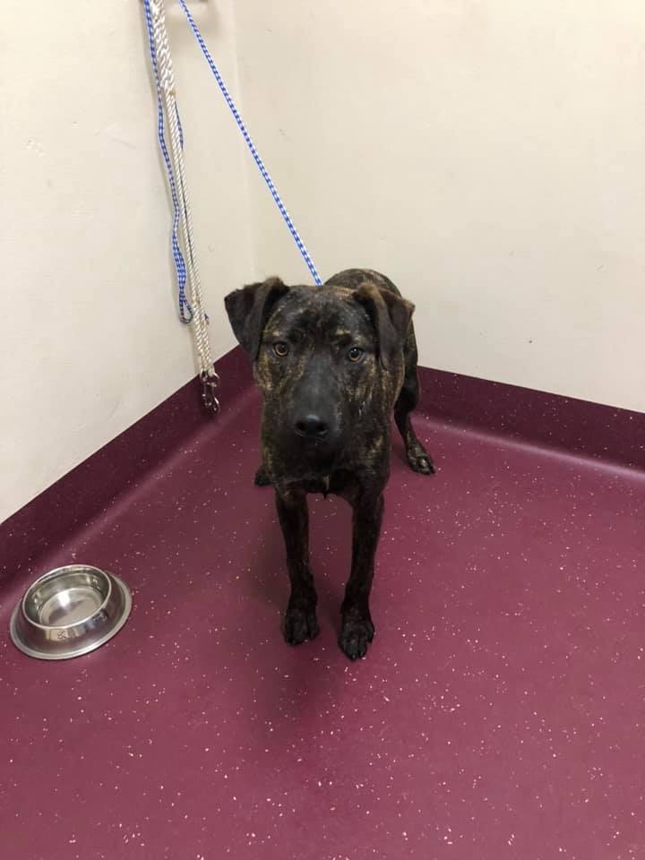 # 1439 Tiger - Medium Male Labrador Mix Dog in NSW - PetRescue