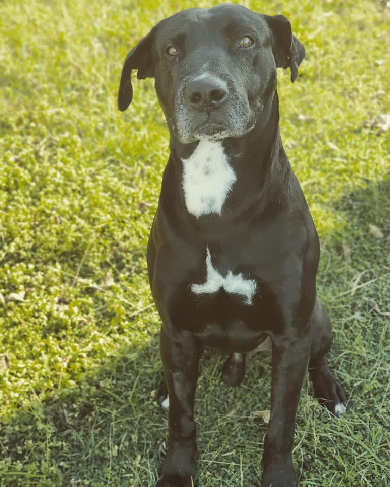 Nash - Large Male Staffordshire Bull Terrier x Labrador Mix Dog in QLD ...