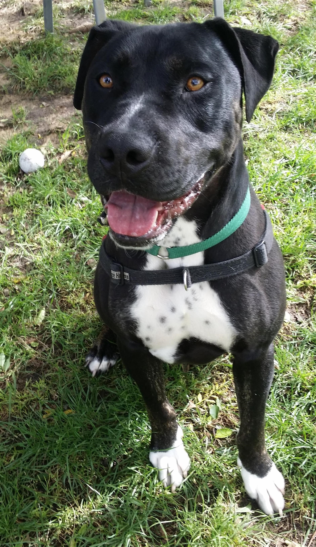 Dozer - Large Male Rhodesian Ridgeback x Bull Mastiff Mix Dog in WA ...