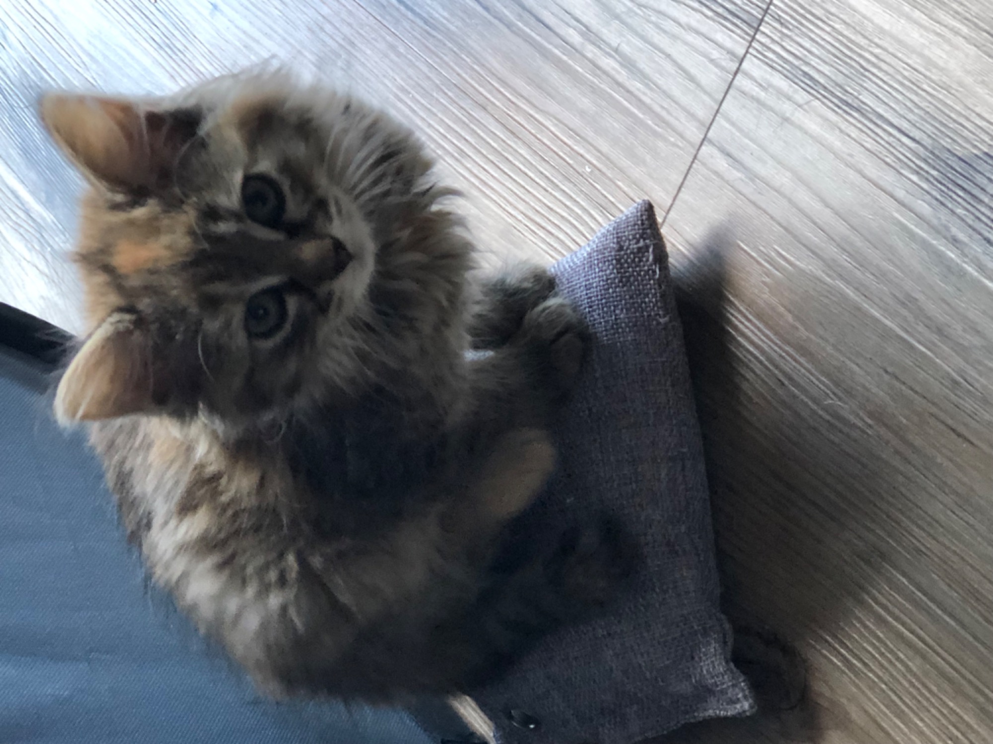 Chelsie - Female Domestic Medium Hair Cat in VIC - PetRescue