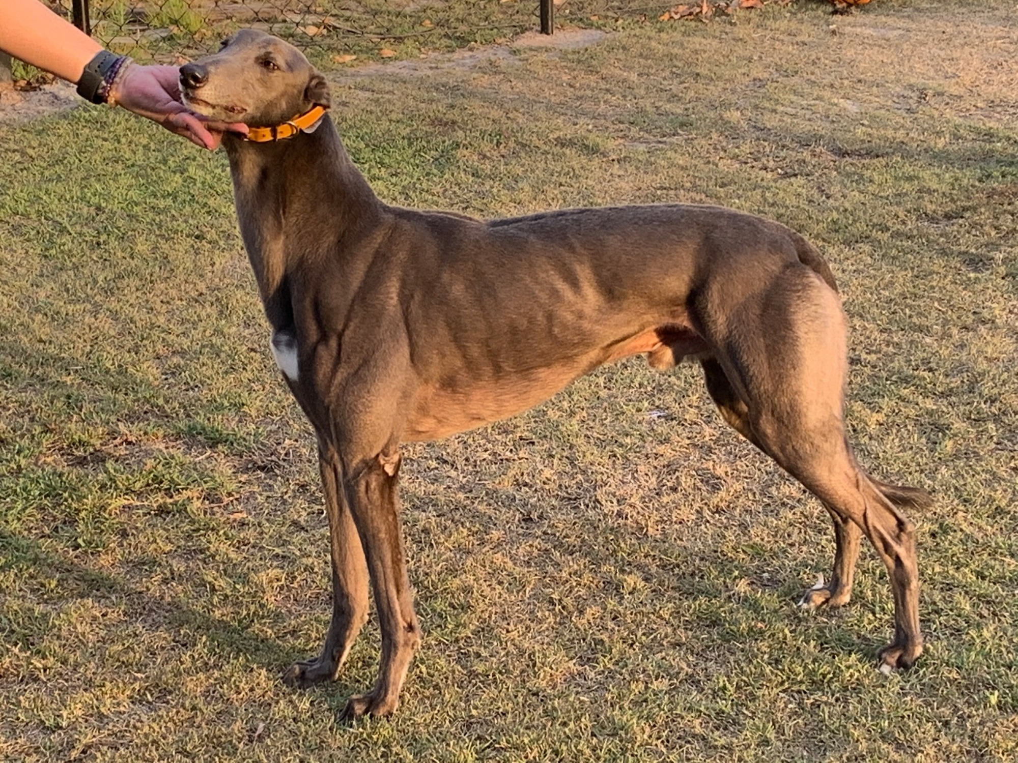 Tommy - Medium Male Greyhound Dog in QLD - PetRescue