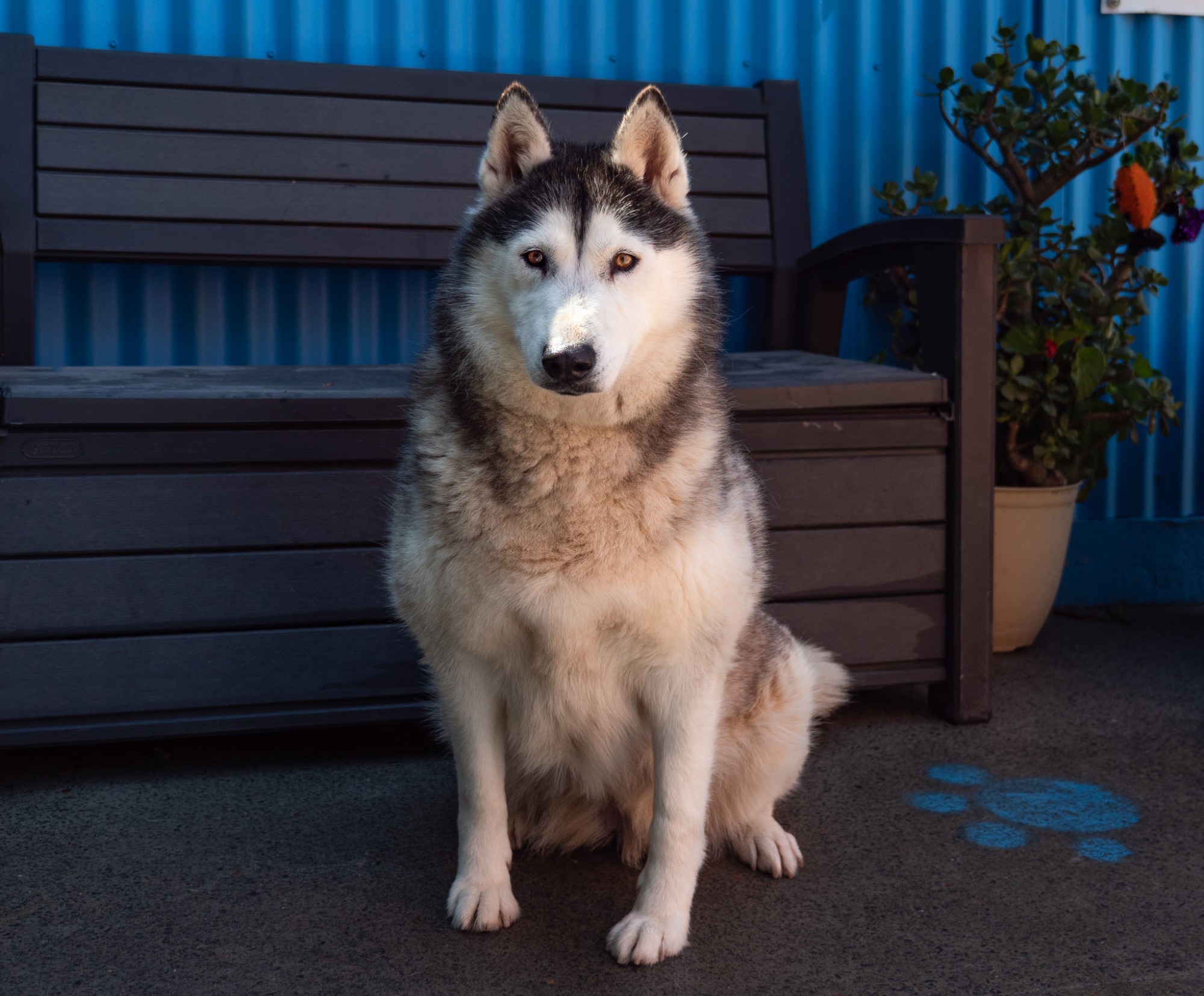 Keesha - Medium Female Siberian Husky Dog in NSW - PetRescue