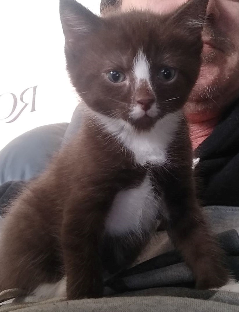 Shae - Male Burmese Mix Cat in QLD - PetRescue