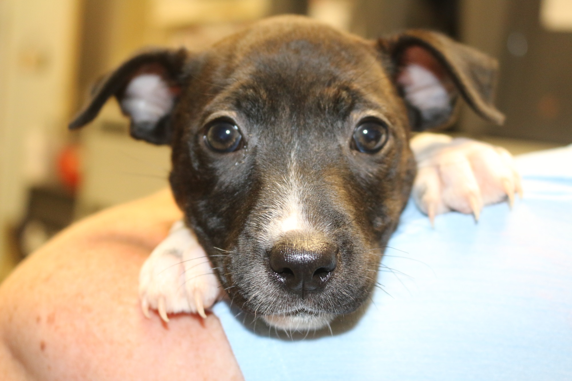 Dorothy - Medium Female Miniature Fox Terrier x Staffy Dog in NSW ...