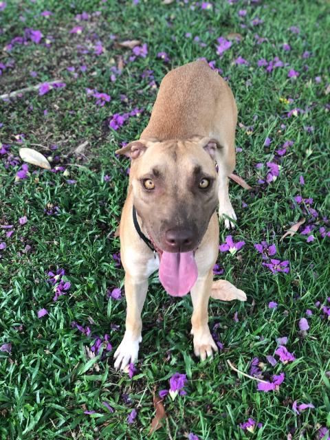 Keeta - Medium Female Mixed Breed Mix Dog in NT - PetRescue
