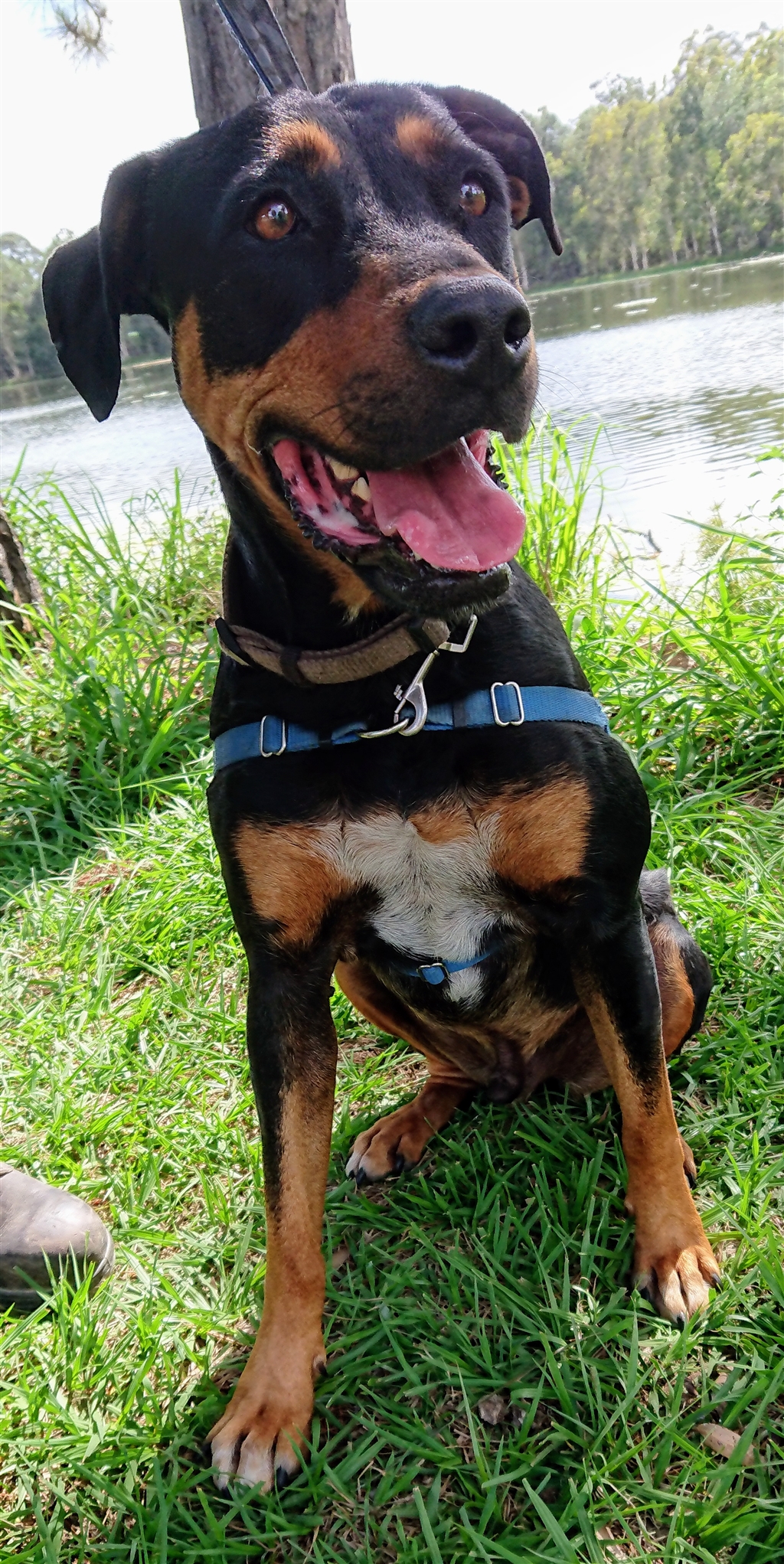 Tobee - Large Male Doberman x American Staffordshire Bull Terrier Mix ...