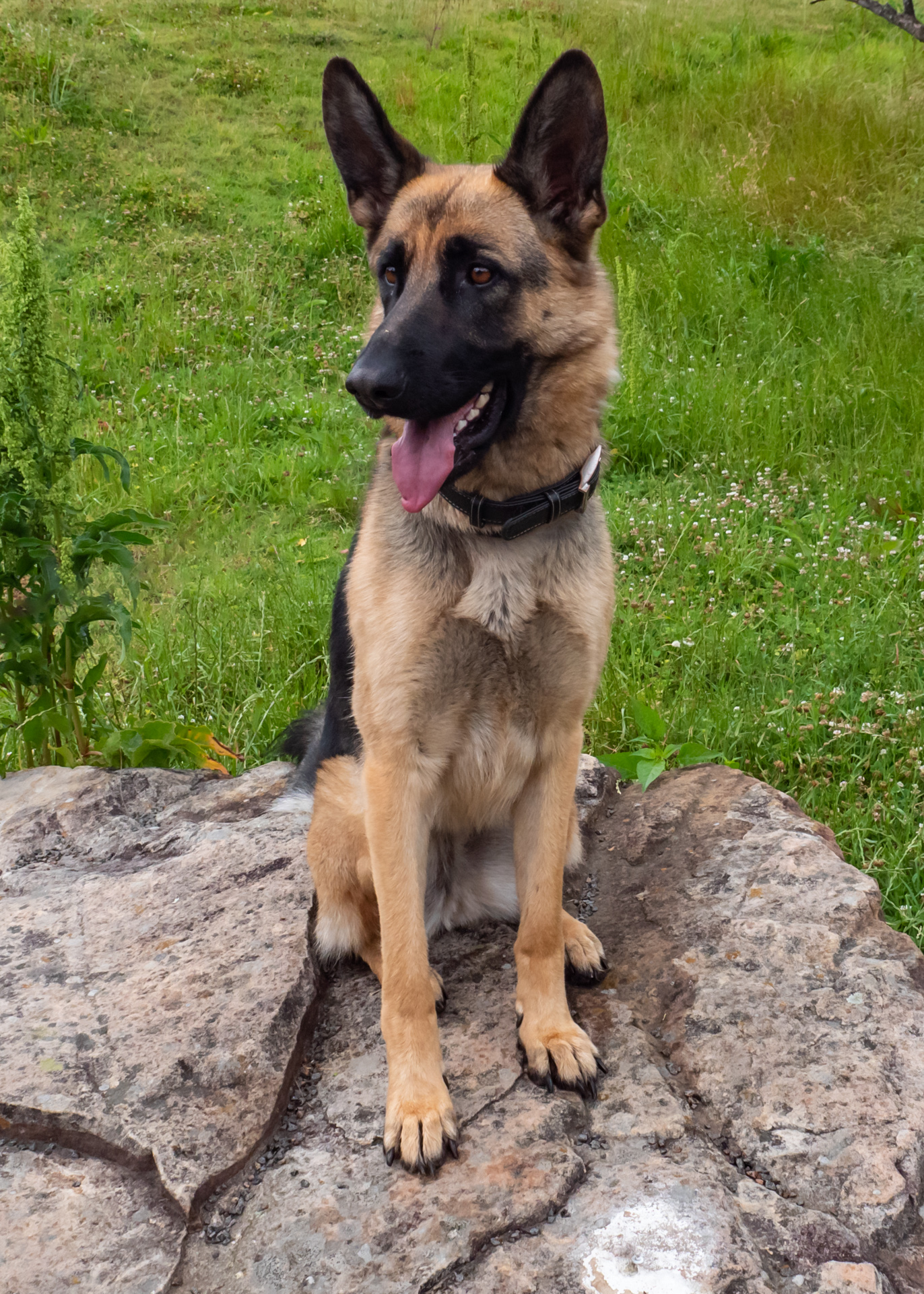 Victoria - Medium Female German Shepherd Dog in NSW - PetRescue