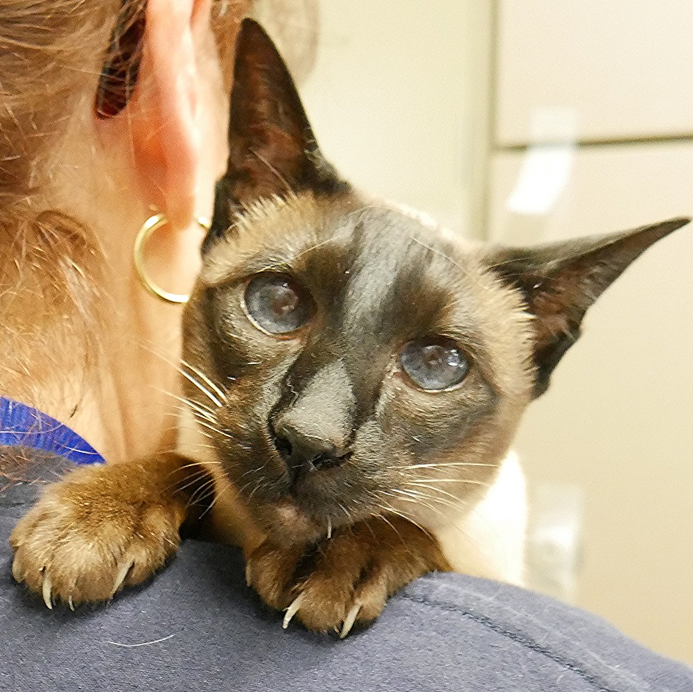 Aysha SUA004461 - Female Siamese Cat in VIC - PetRescue